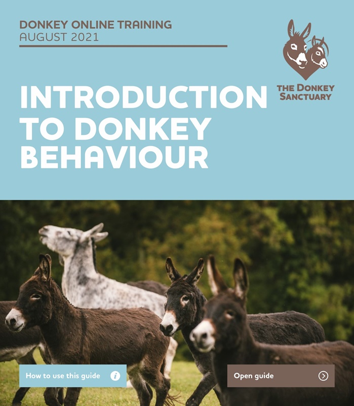 Introduction to Donkey Behaviour - 1